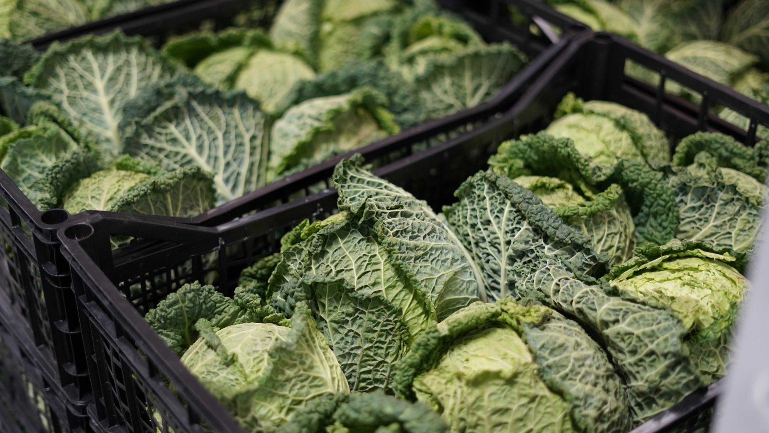 PRODUCE - Premier Foods Wholesale | Leading Food Catering Wholesaler ...
